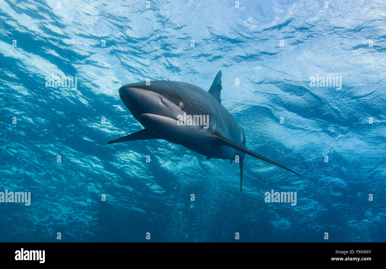 Silky Shark, Gardens of the Queen, Cuba Stock Photo - Alamy