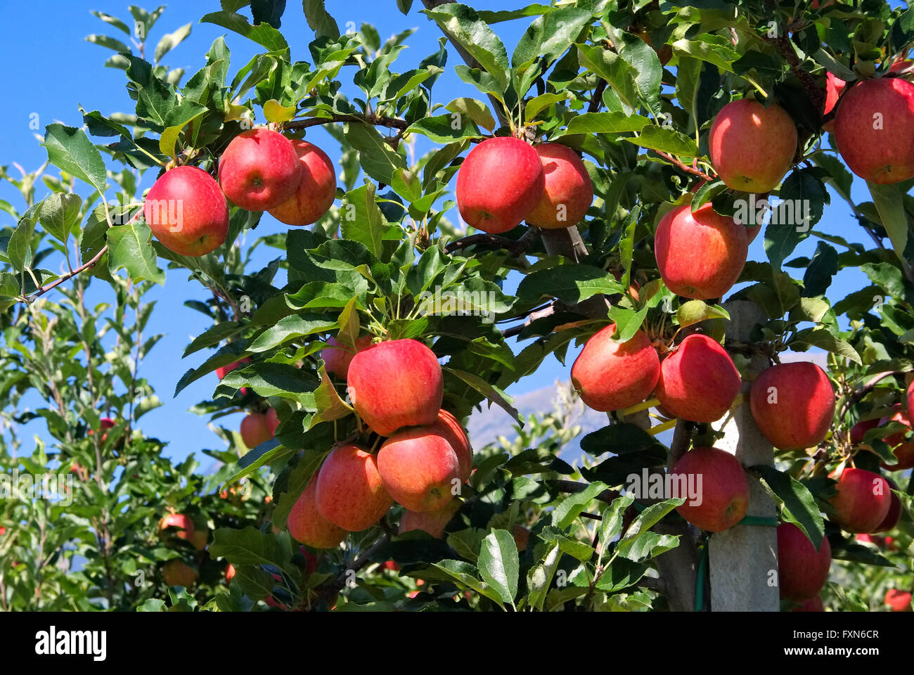 Beste Apfelbäume Bilder Apfel Am Baum High Resolution Stock Photography And Images ...