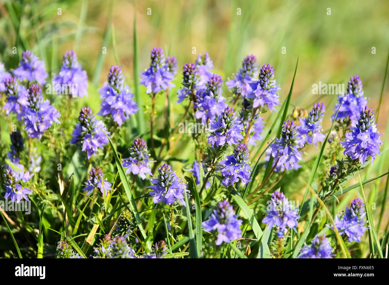 Ehrenpreis blume hi-res stock photography and images - Alamy