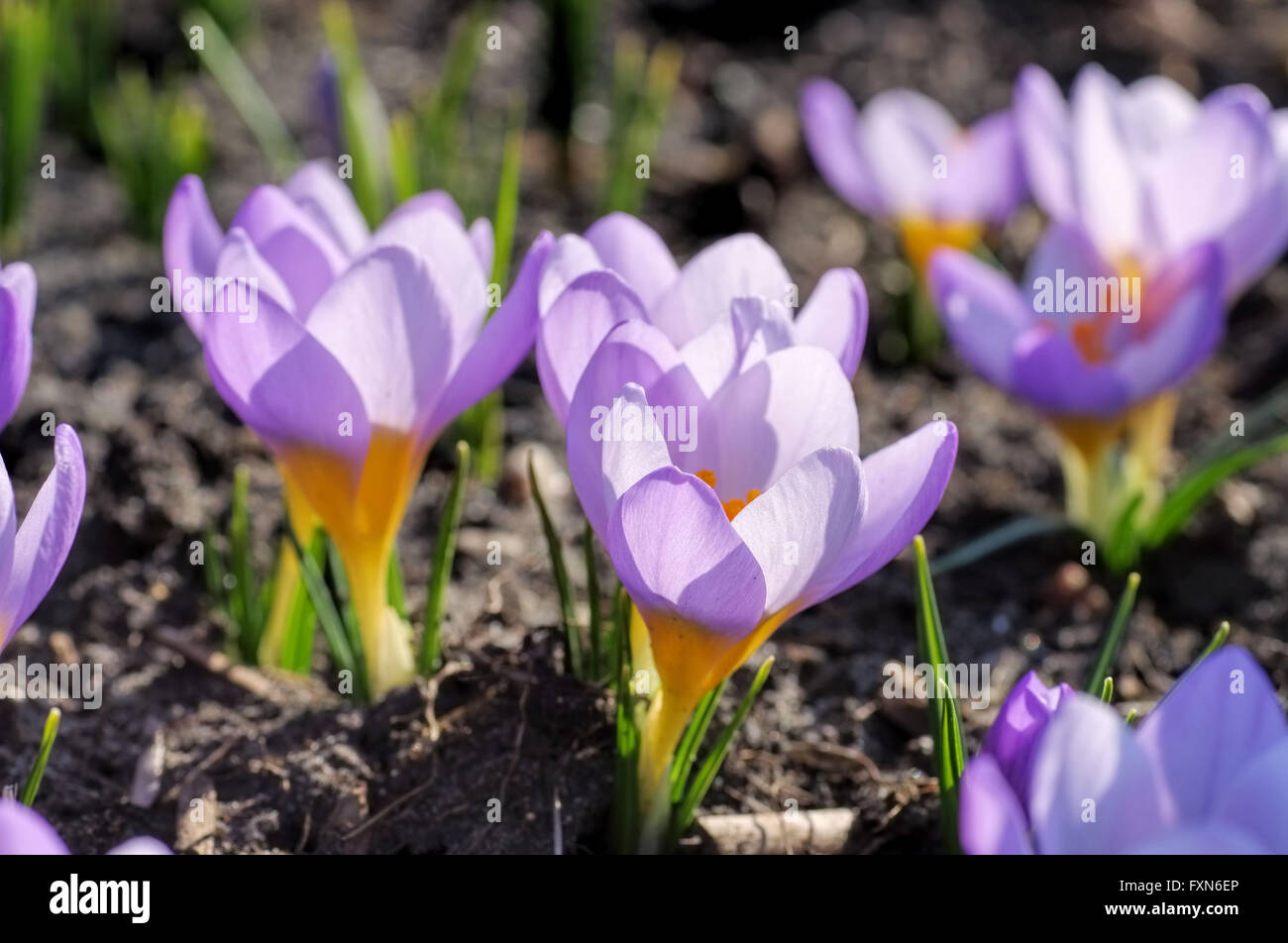 Krokus sieberi Firefly - Crocus sieberi Firefly 02 Stock Photo - Alamy
