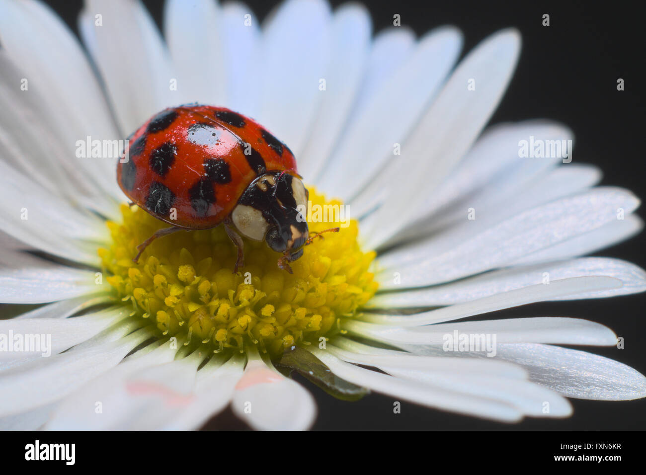 Ladybird or ladybug on a daisy flower Stock Photo - Alamy