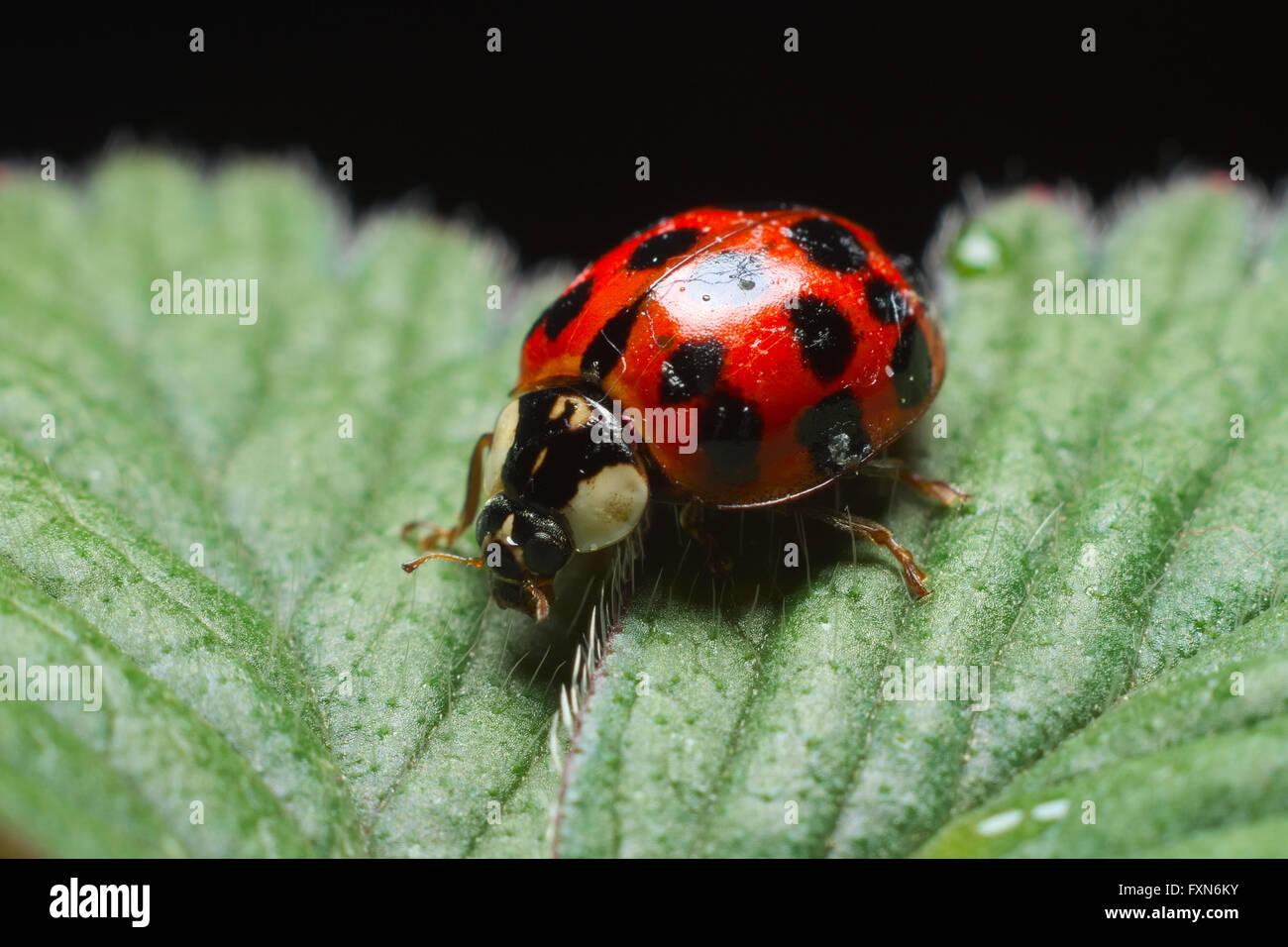 Ladybird or ladybug on a leaf Stock Photo - Alamy