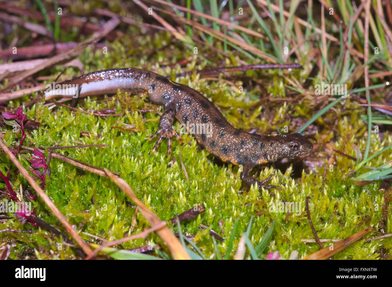 Italian crested newt (Triturus carnifex Stock Photo - Alamy