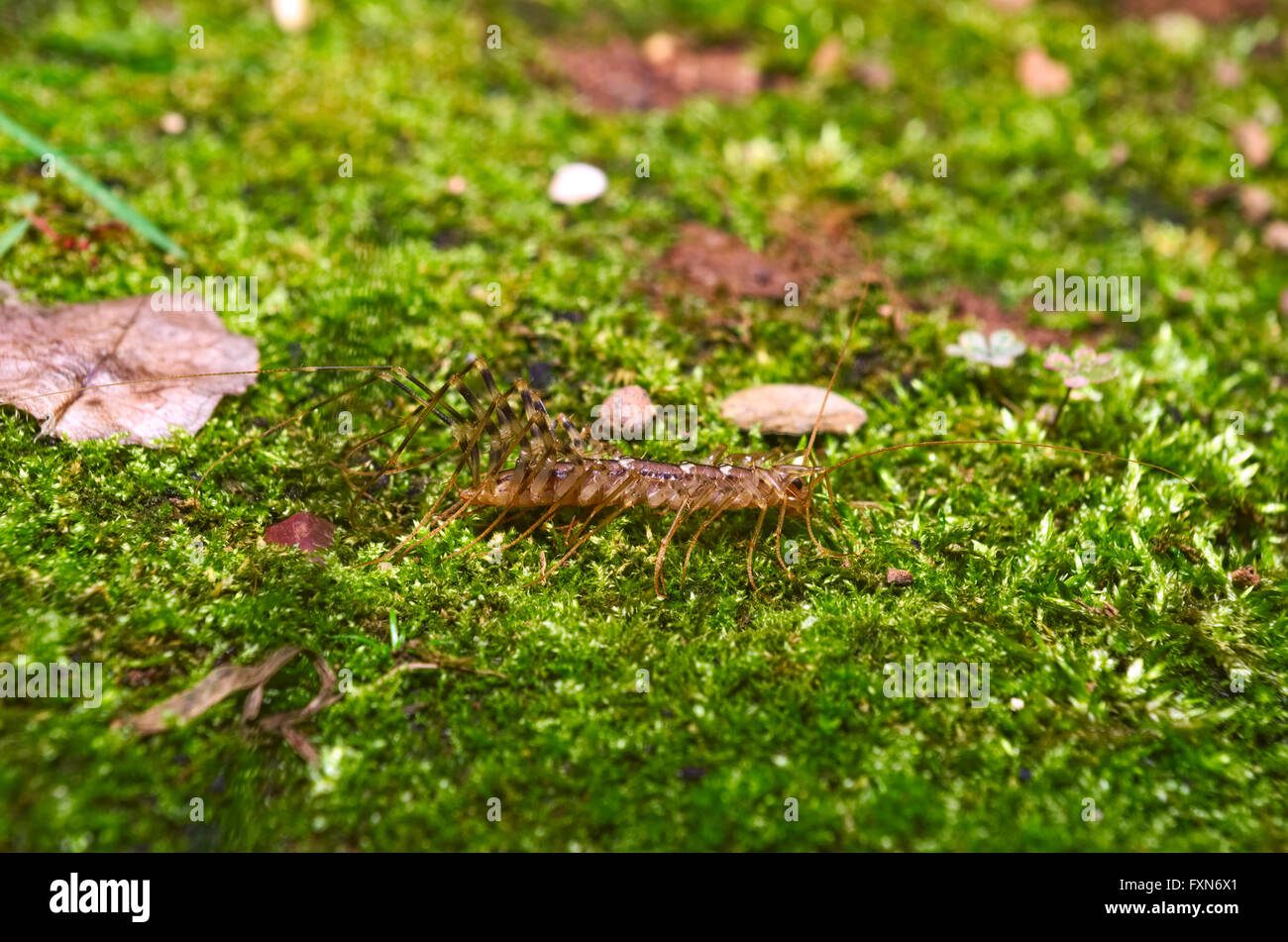 Centipede head hi-res stock photography and images - Alamy