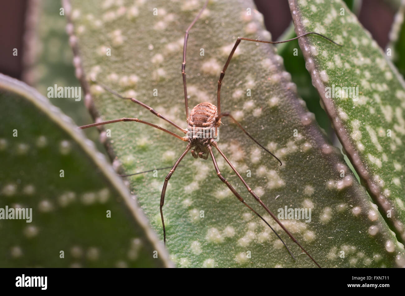 Opilion Stock Photos & Opilion Stock Images - Alamy