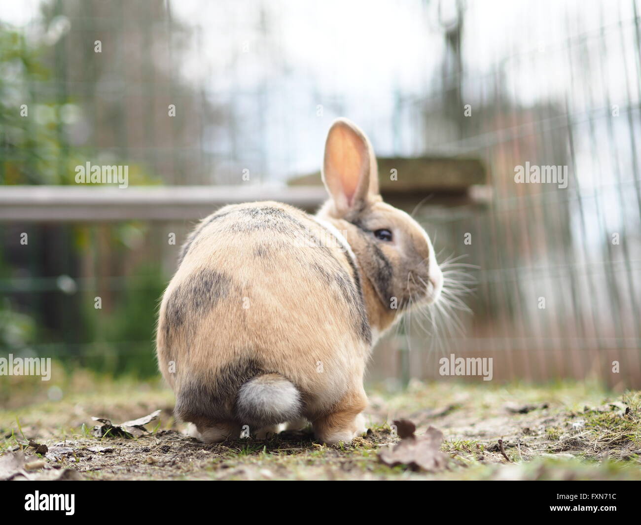 Bunny rabbit outside hi-res stock photography and images - Alamy