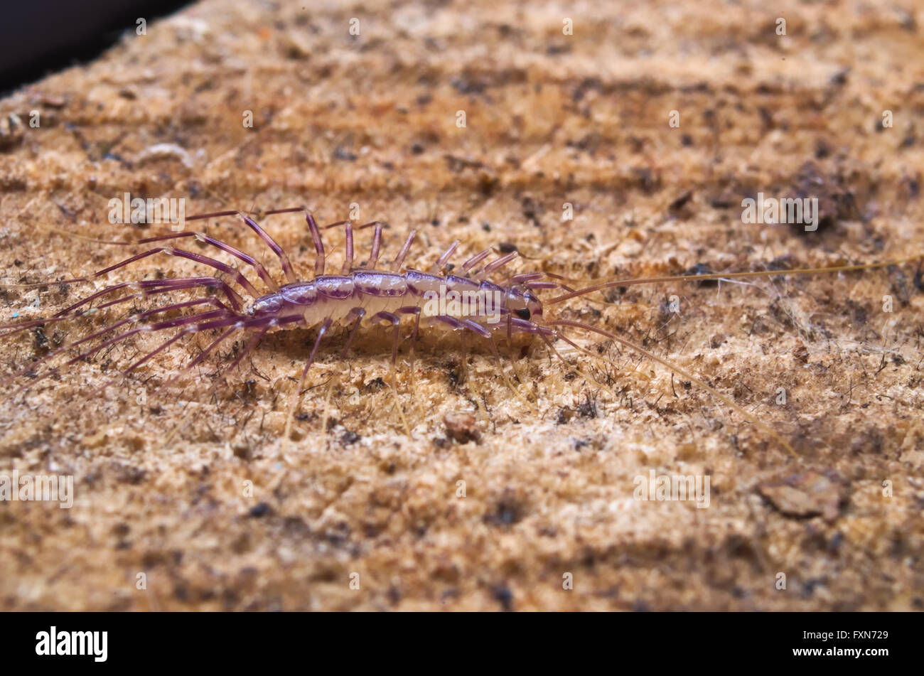 House Centipede Bites On Humans