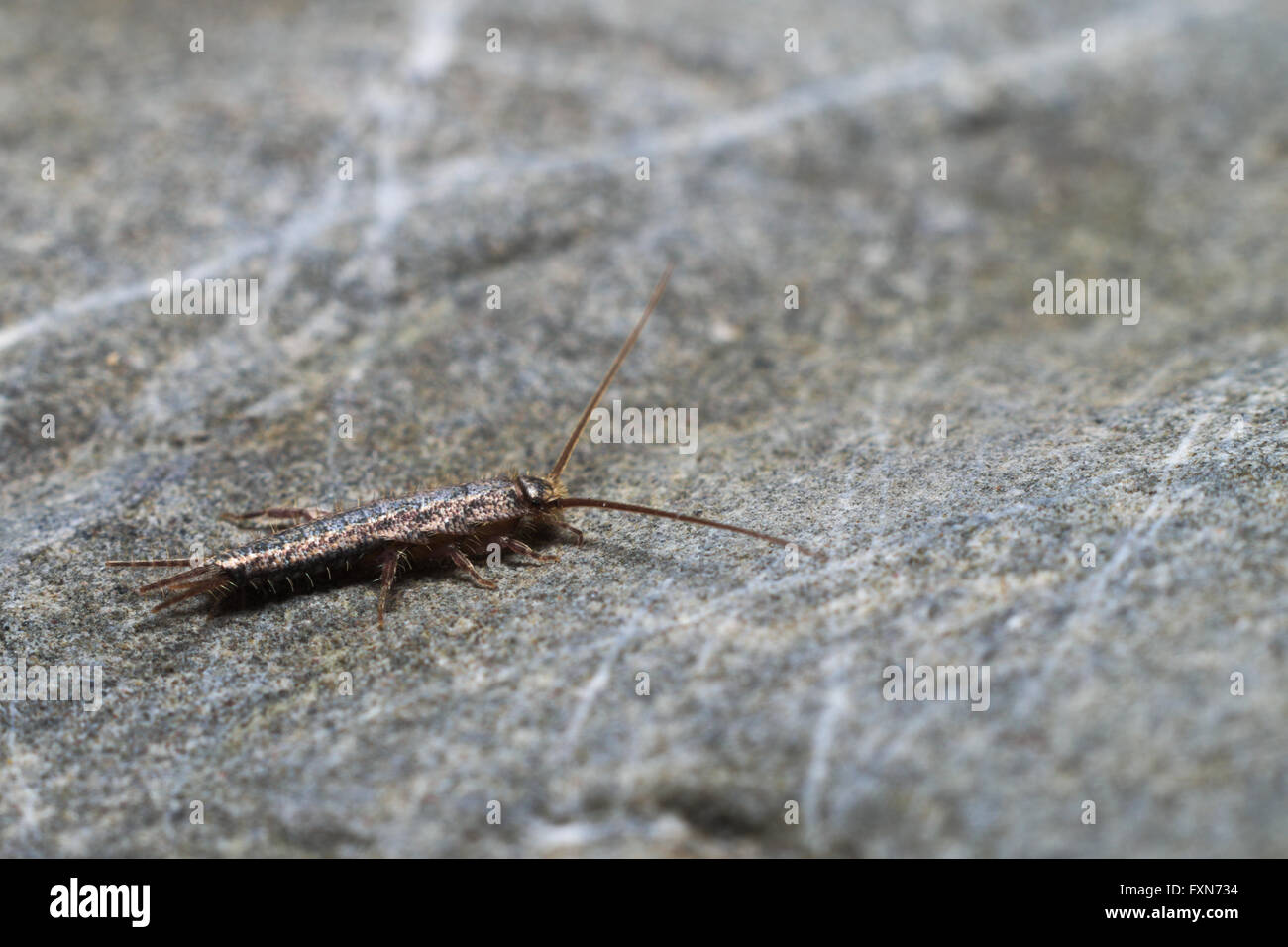Silverfish exploring on a rock Stock Photo - Alamy