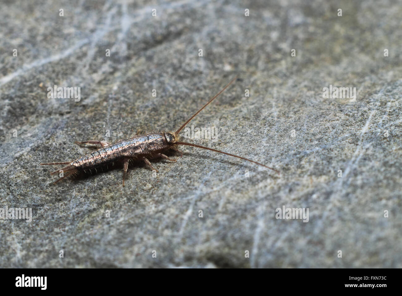 Silverfish hi-res stock photography and images - Alamy