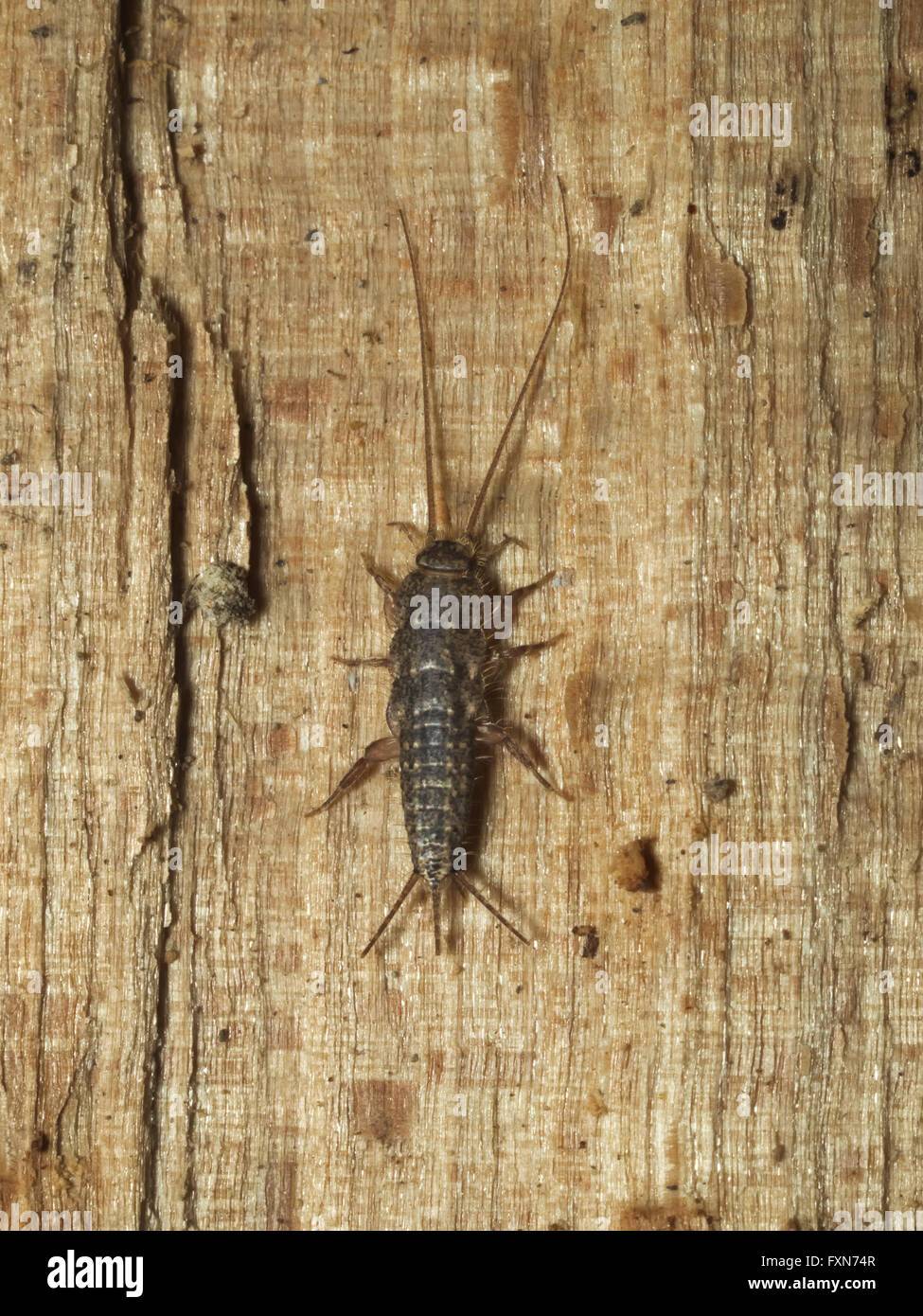 Silverfish exploring on a piece of wood Stock Photo - Alamy