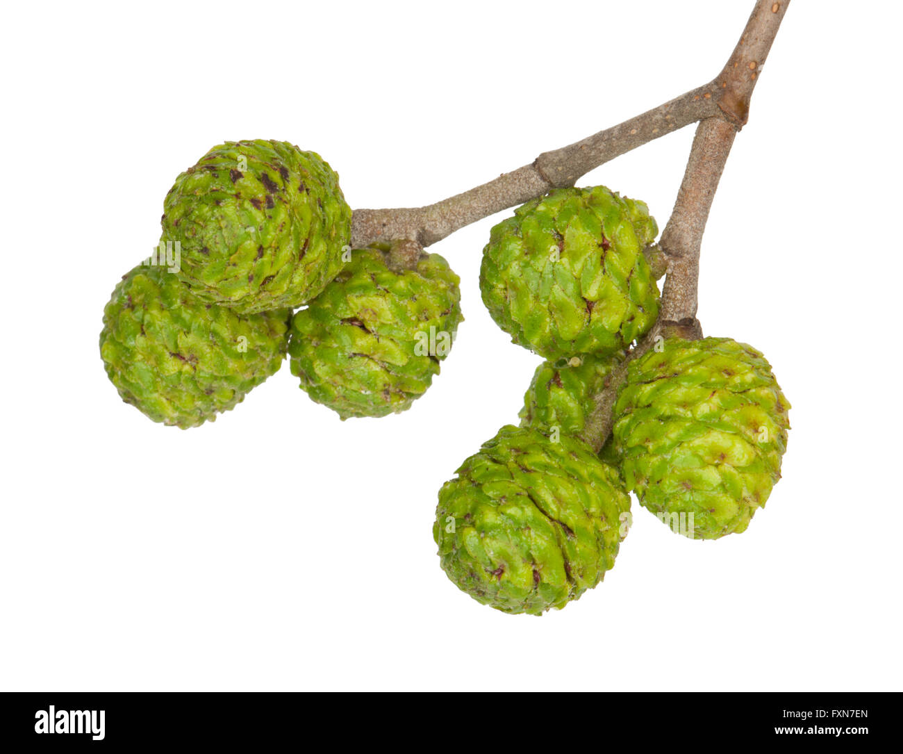 Fruits of Grey alder isolated against white background Stock Photo - Alamy