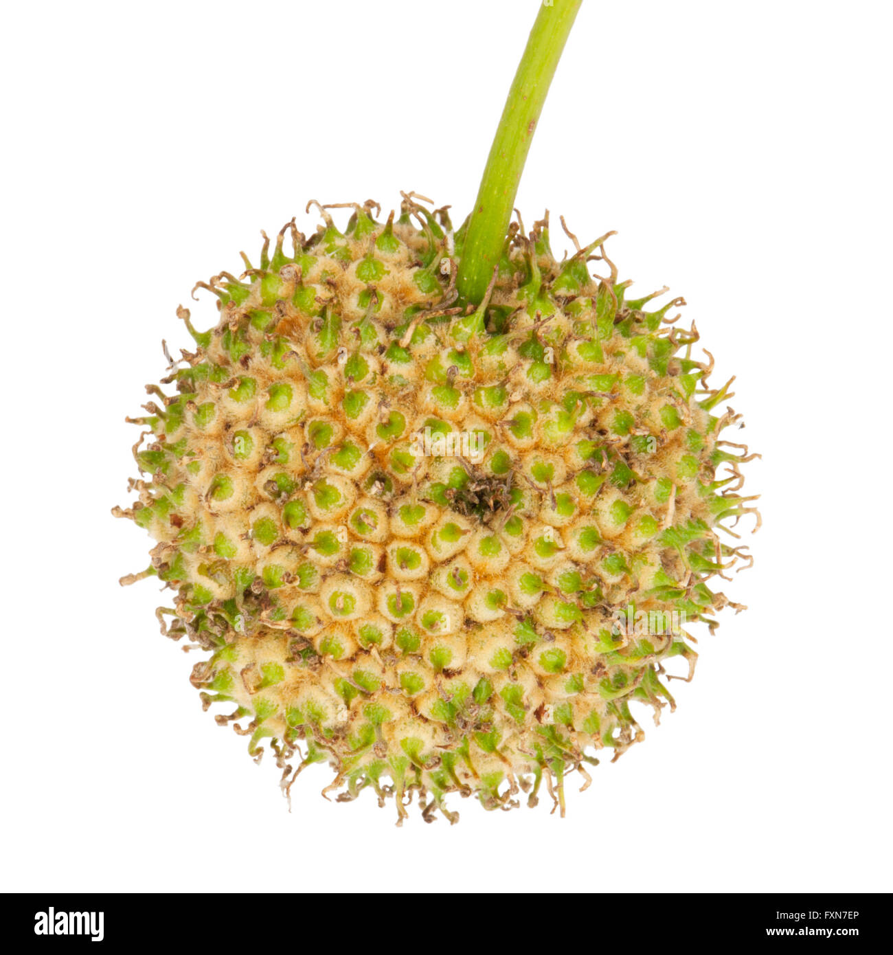 Fruits of a London planetree, Platanus × acerifolia, isolated against ...