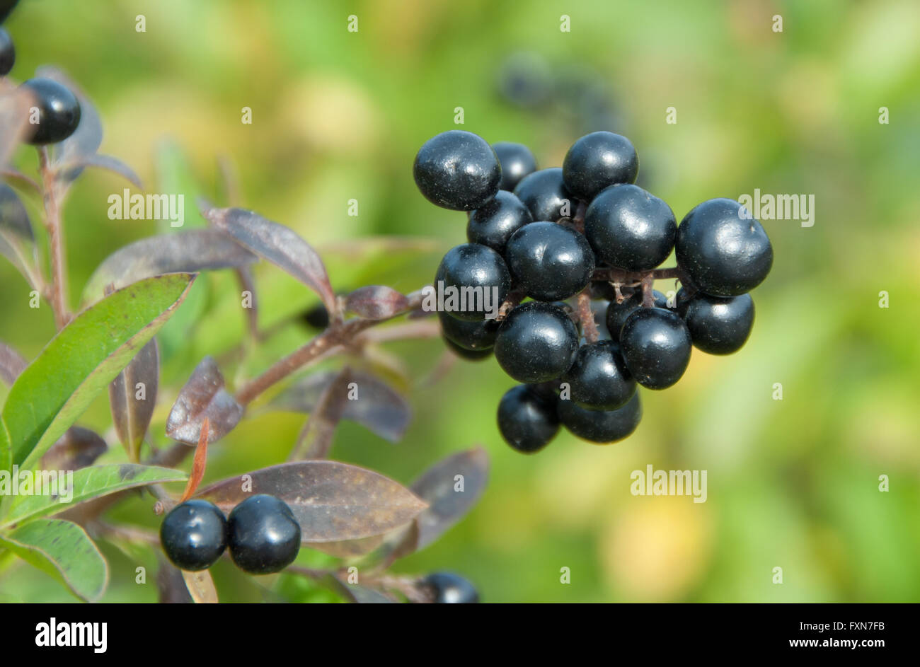 Deep blue and glossy berries on a shrub of the Wild Privet, Ligustrum ...