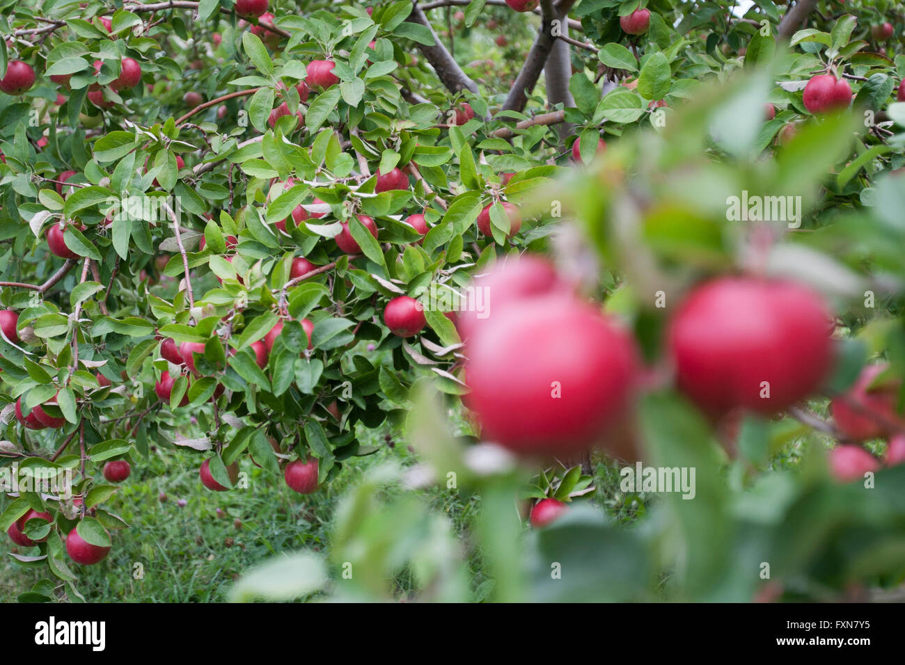 Apple orchard in Prince Edward County, Ontario Stock Photo - Alamy