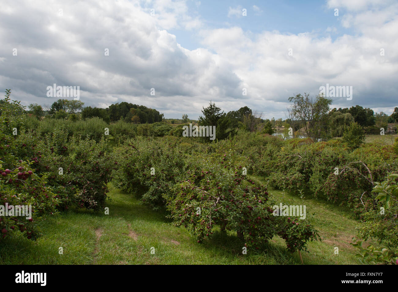 The big apple ontario hi-res stock photography and images - Alamy