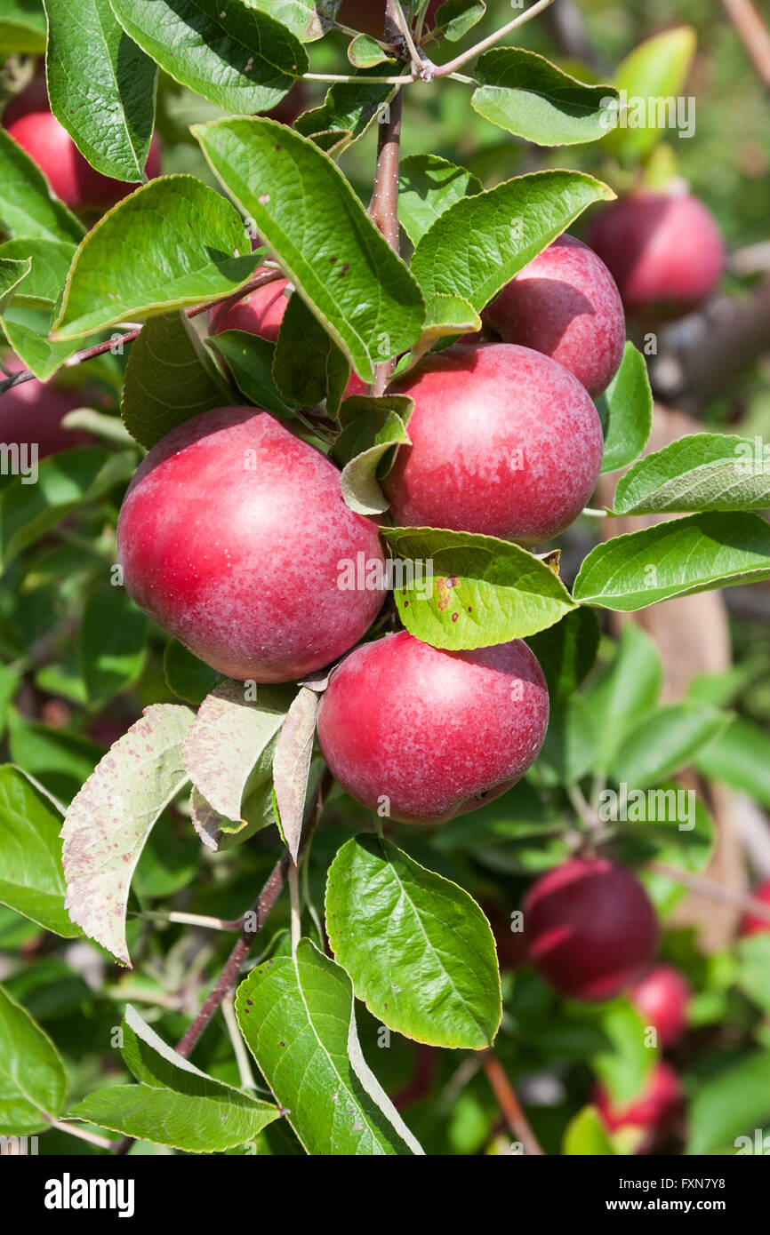 Apple orchard in Prince Edward County, Ontario Stock Photo - Alamy