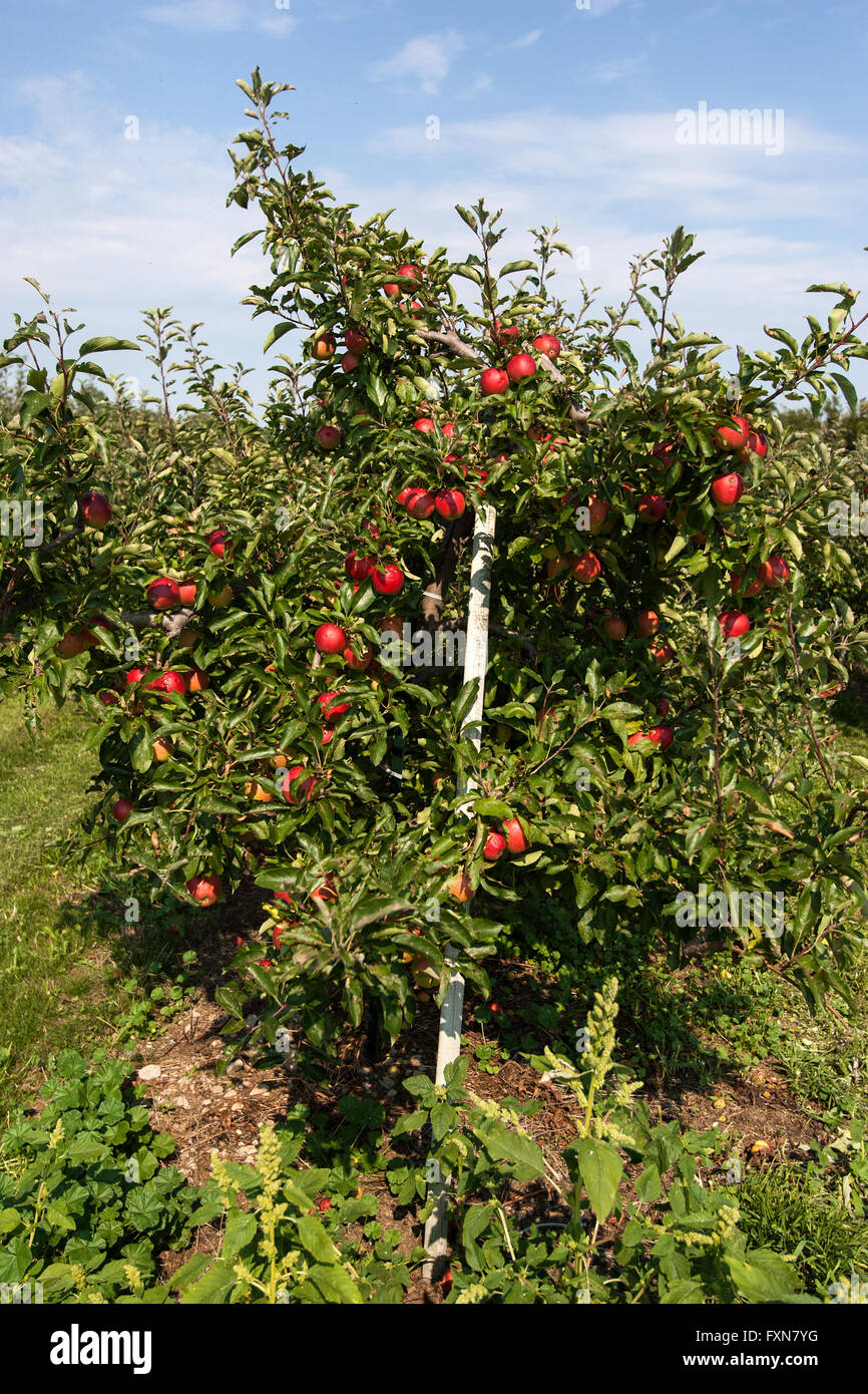 Apple orchard in Prince Edward County, Ontario Stock Photo - Alamy