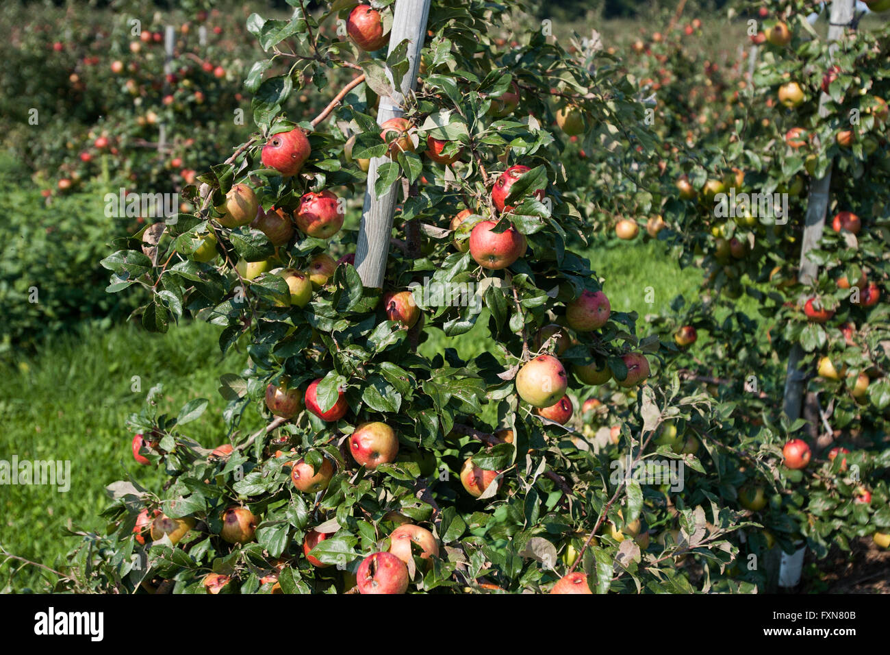 Apple orchard in Prince Edward County, Ontario Stock Photo - Alamy