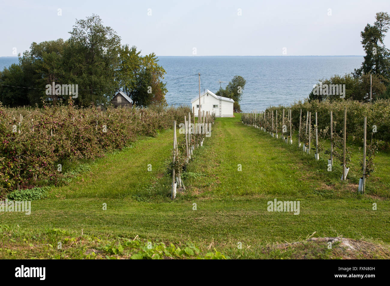 The big apple ontario hi-res stock photography and images - Alamy