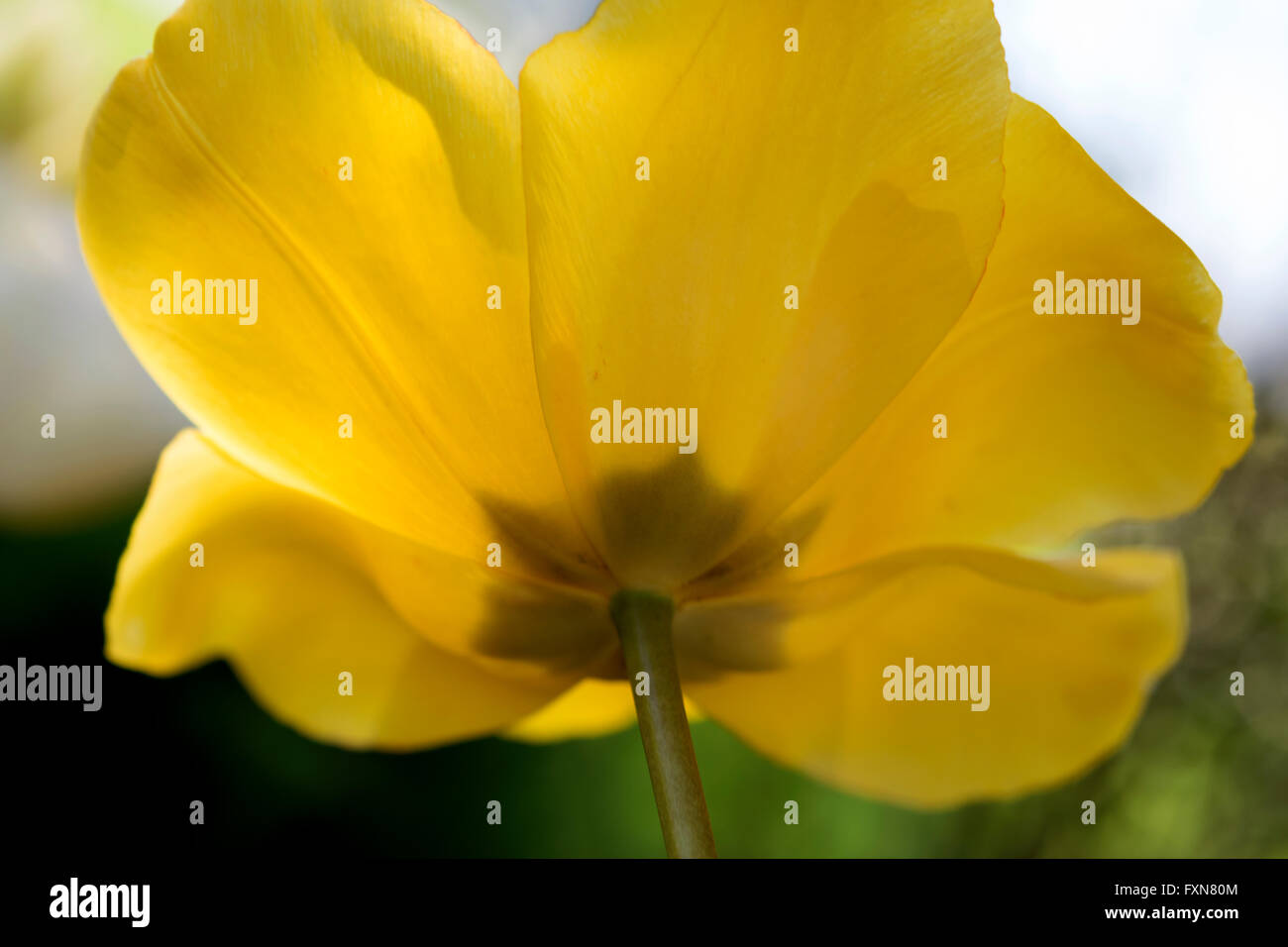 Pretty yellow petals hi-res stock photography and images - Alamy