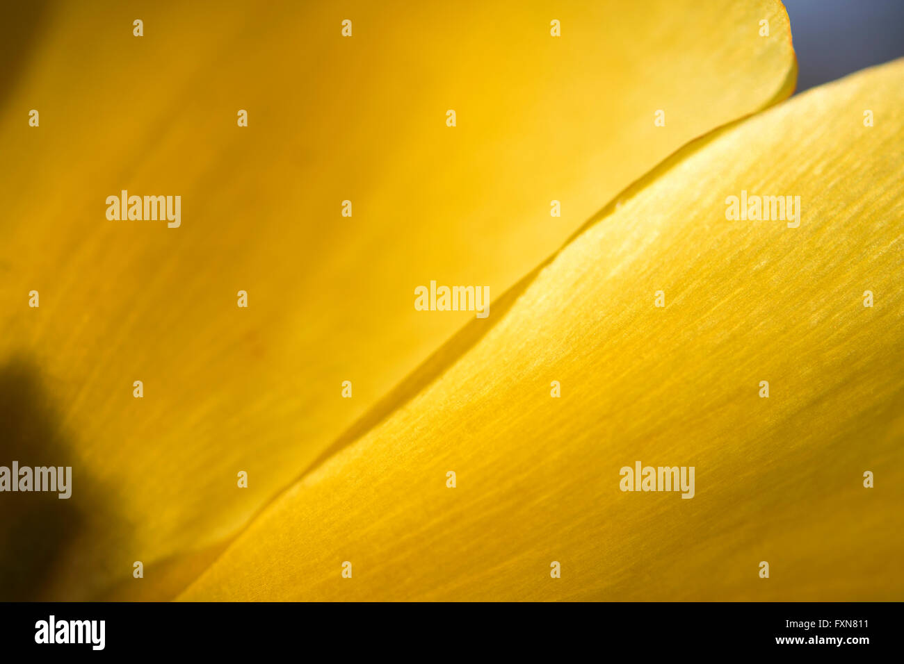 Pretty yellow petals hi-res stock photography and images - Alamy
