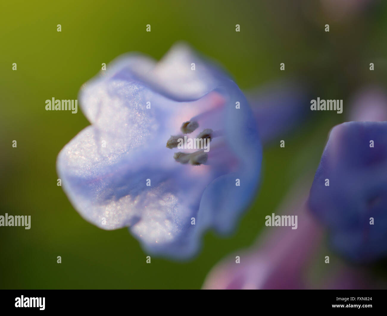blue bell flowers closeup Stock Photo - Alamy