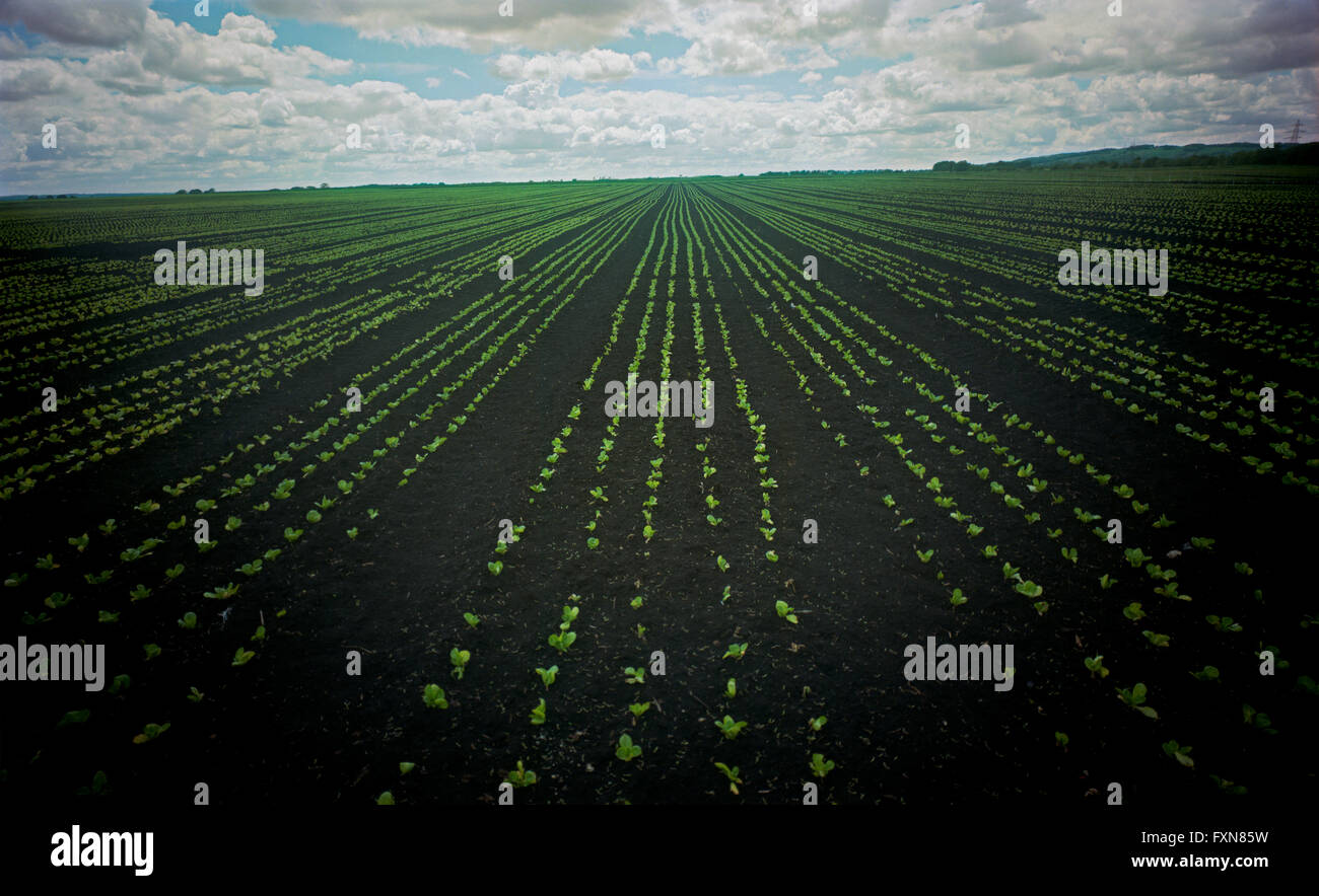 Symmetrical rows hi-res stock photography and images - Alamy