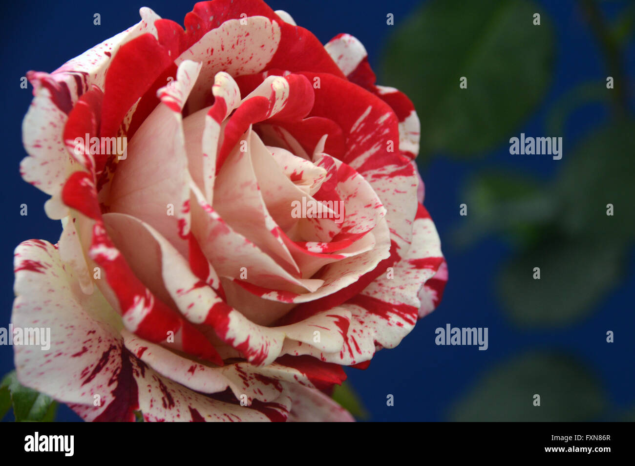 A Close up of a Single Rock & Roll Rose on Display at the Southport ...