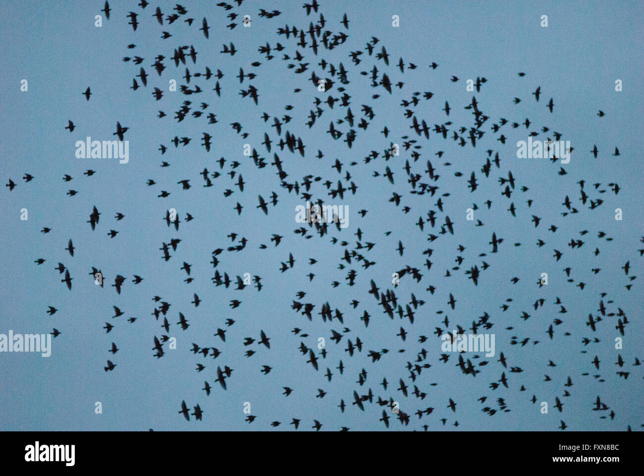 Flocks of starlings hi-res stock photography and images - Alamy