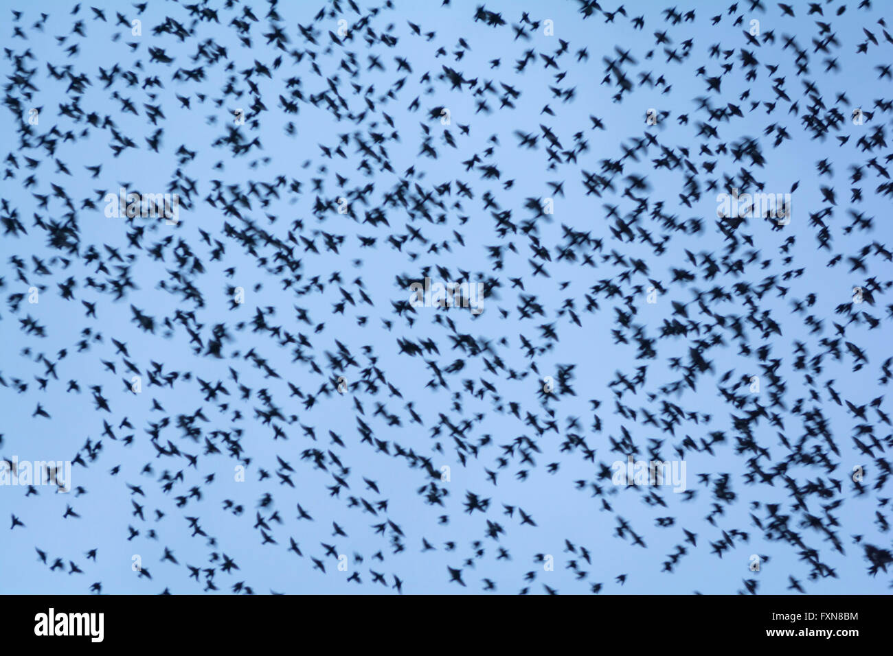 Flocks of starlings hi-res stock photography and images - Alamy