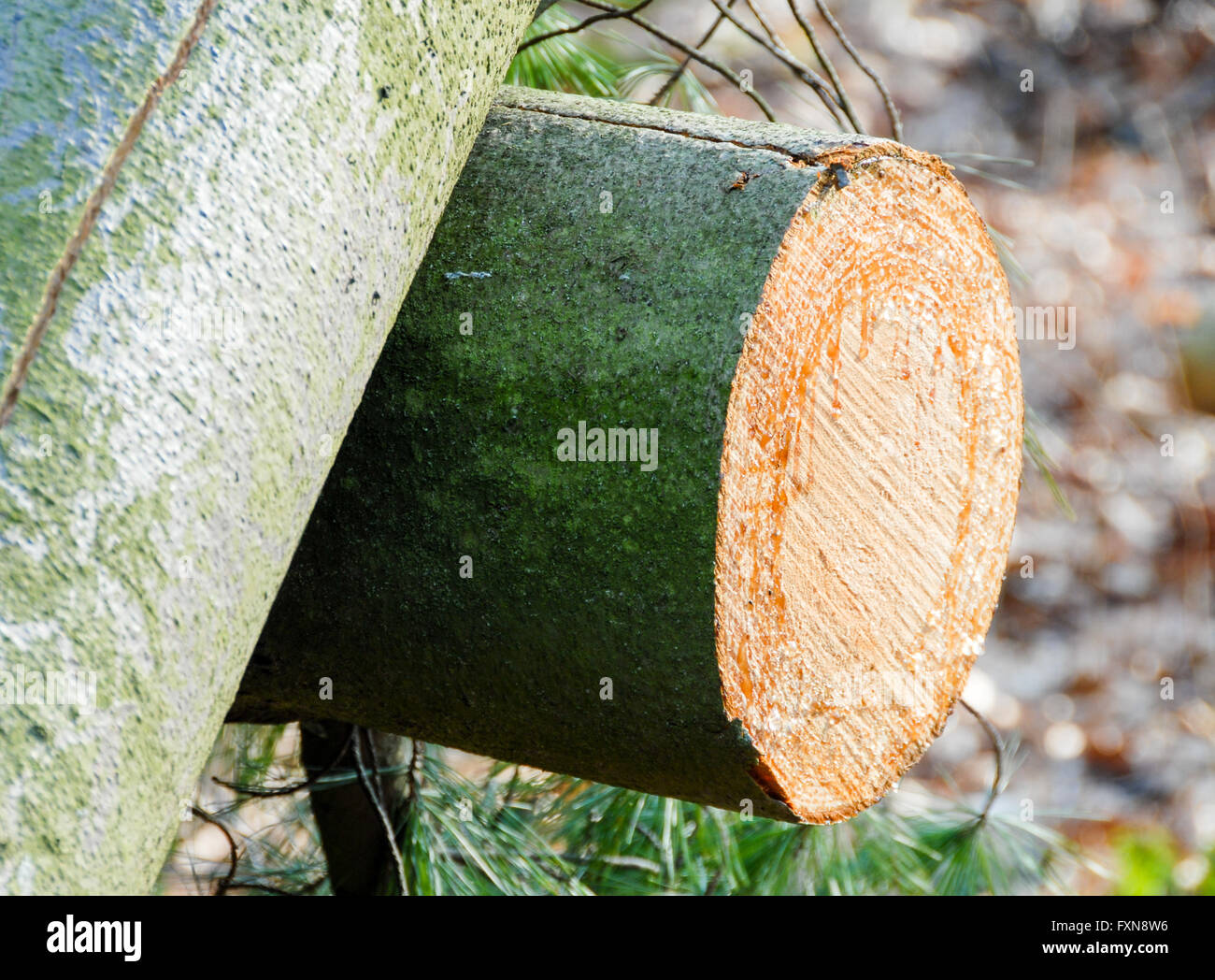 Resource growth hi-res stock photography and images - Alamy