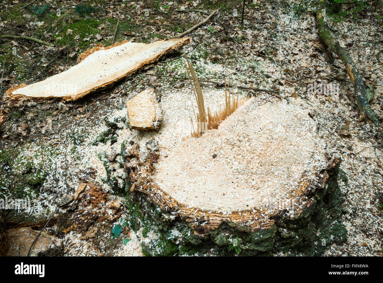 Sawdust wood felling hi-res stock photography and images - Alamy