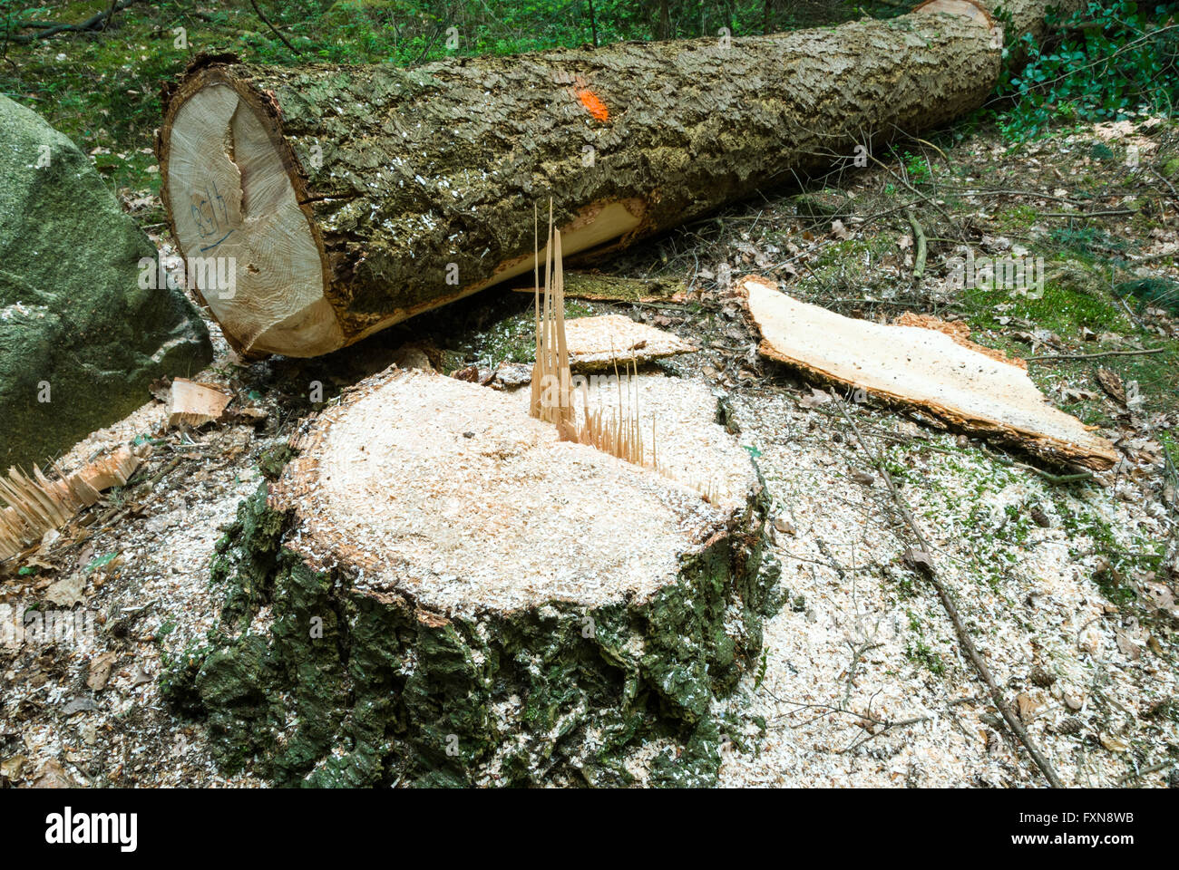 Stump of a freshly felled tree with sawdust, tree bark and tree trunk ...