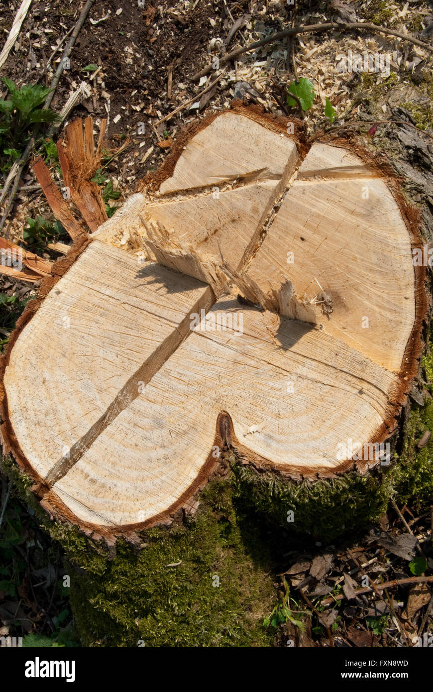 Tree root of a fallen tree Stock Photo - Alamy