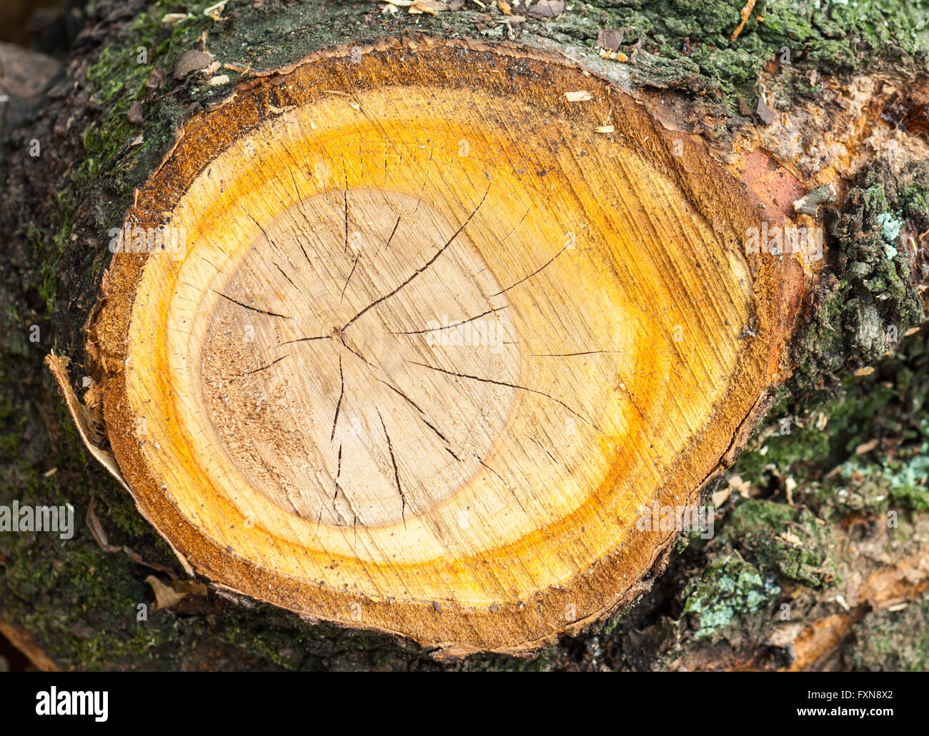 Cross section of a sawed-off tree branch Stock Photo - Alamy