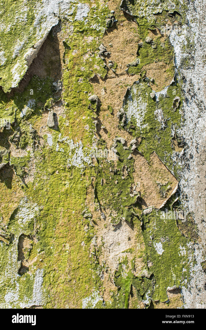 Lichen covered peeling paint Stock Photo - Alamy