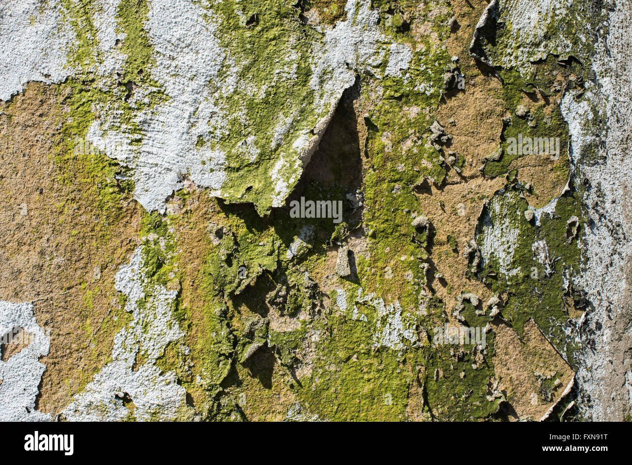 Lichen covered peeling paint Stock Photo - Alamy