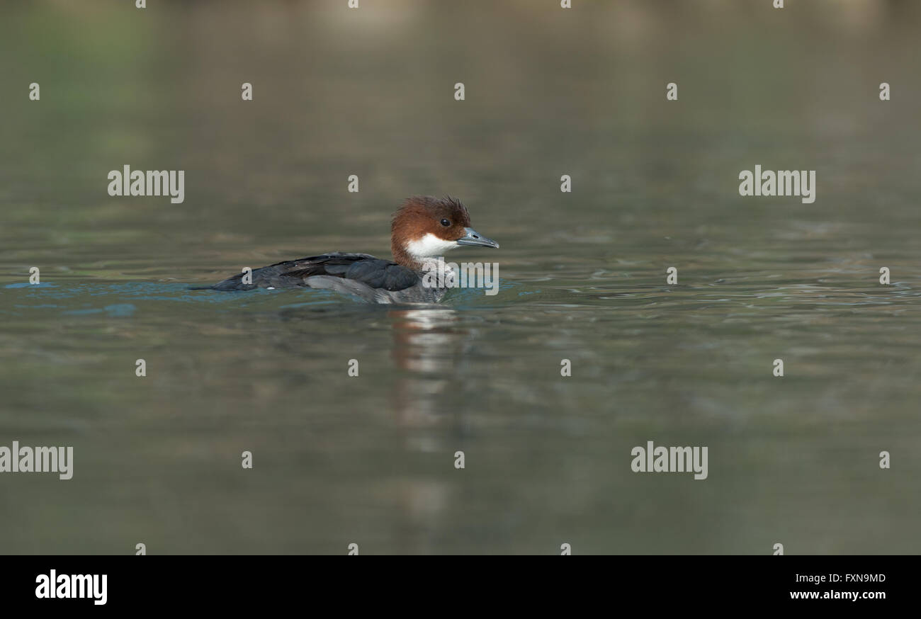 Female Smew-Mergellus albellus. Spring. Uk Stock Photo - Alamy