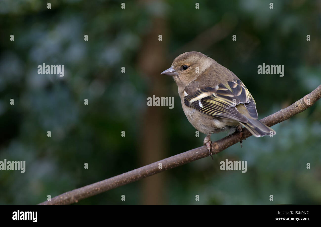 Female chaffinch uk hi-res stock photography and images - Alamy