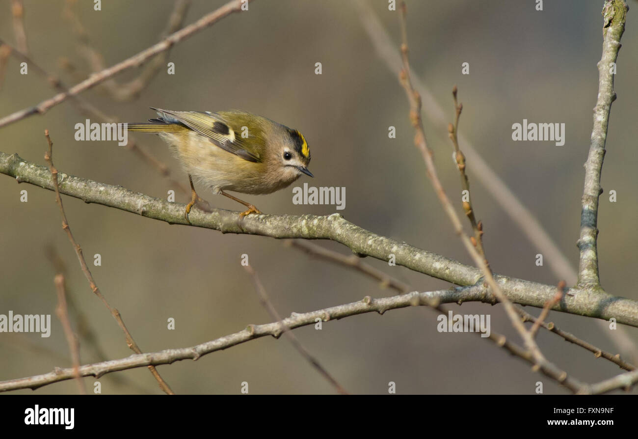 Female goldcrest hi-res stock photography and images - Alamy