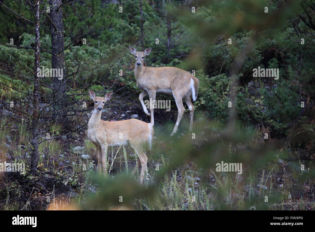 Whitetail Deer Yellowstone National Park Stock Photo - Alamy