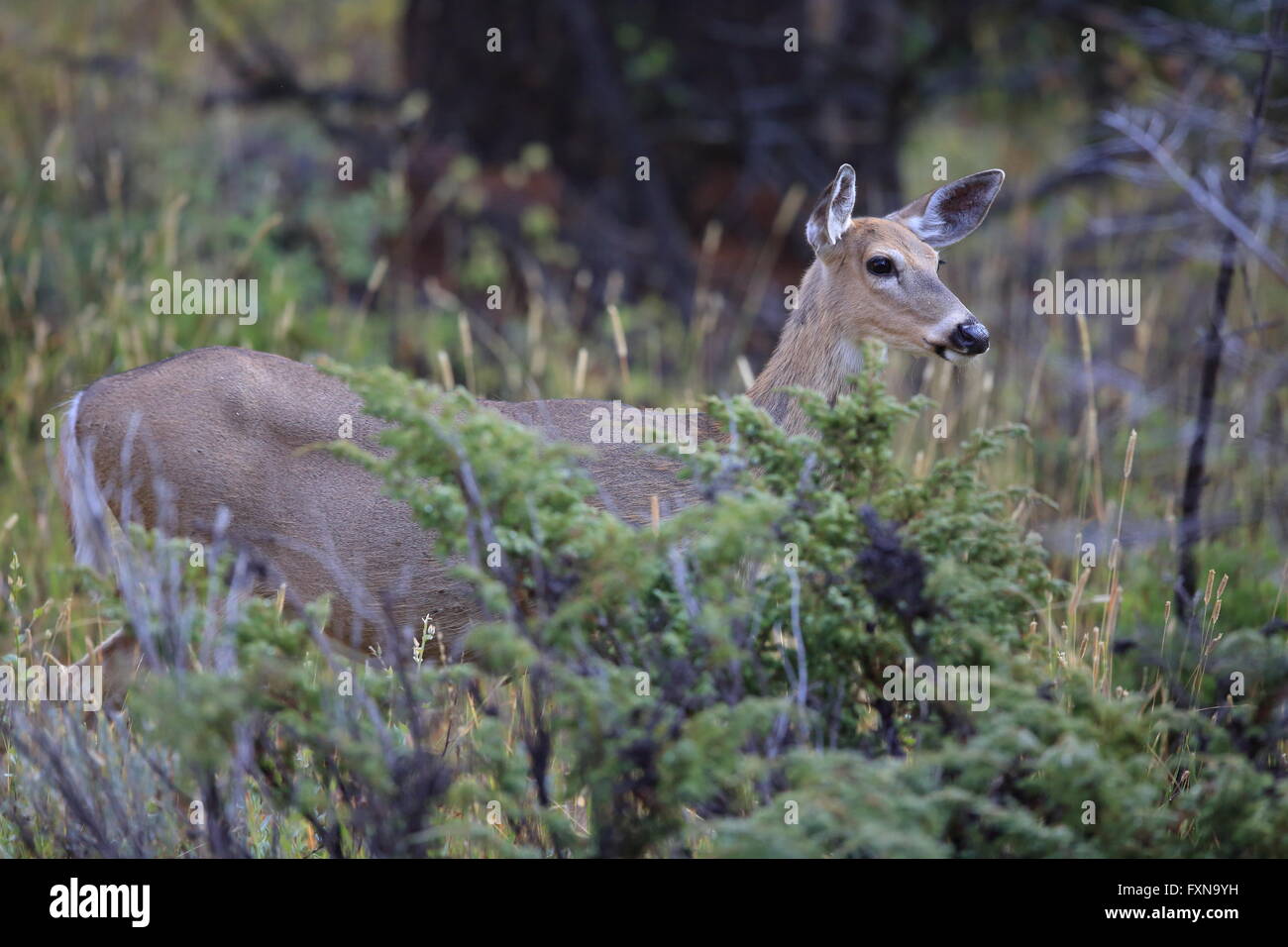 Whitetail Deer Yellowstone National Park Stock Photo - Alamy