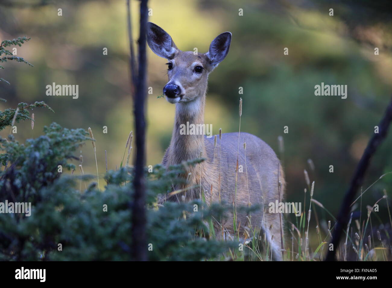 Whitetail Deer Yellowstone National Park Stock Photo - Alamy