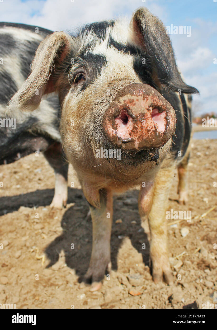Close-up of a pig Stock Photo - Alamy