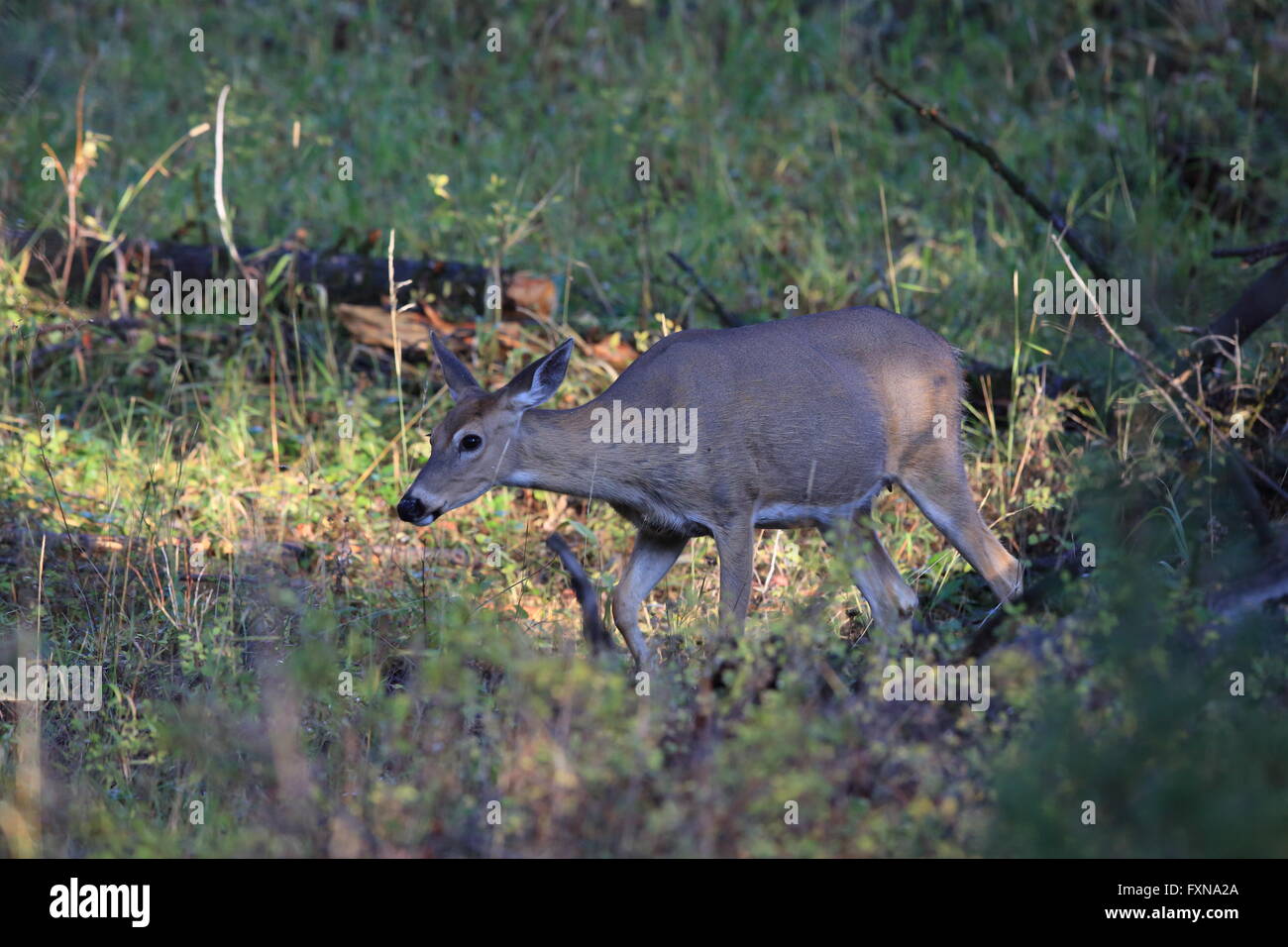 Whitetail Deer Yellowstone National Park Stock Photo - Alamy