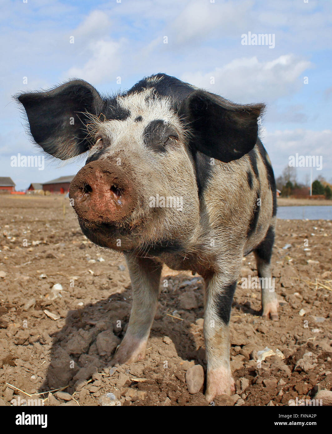 Close-up of a pig Stock Photo - Alamy