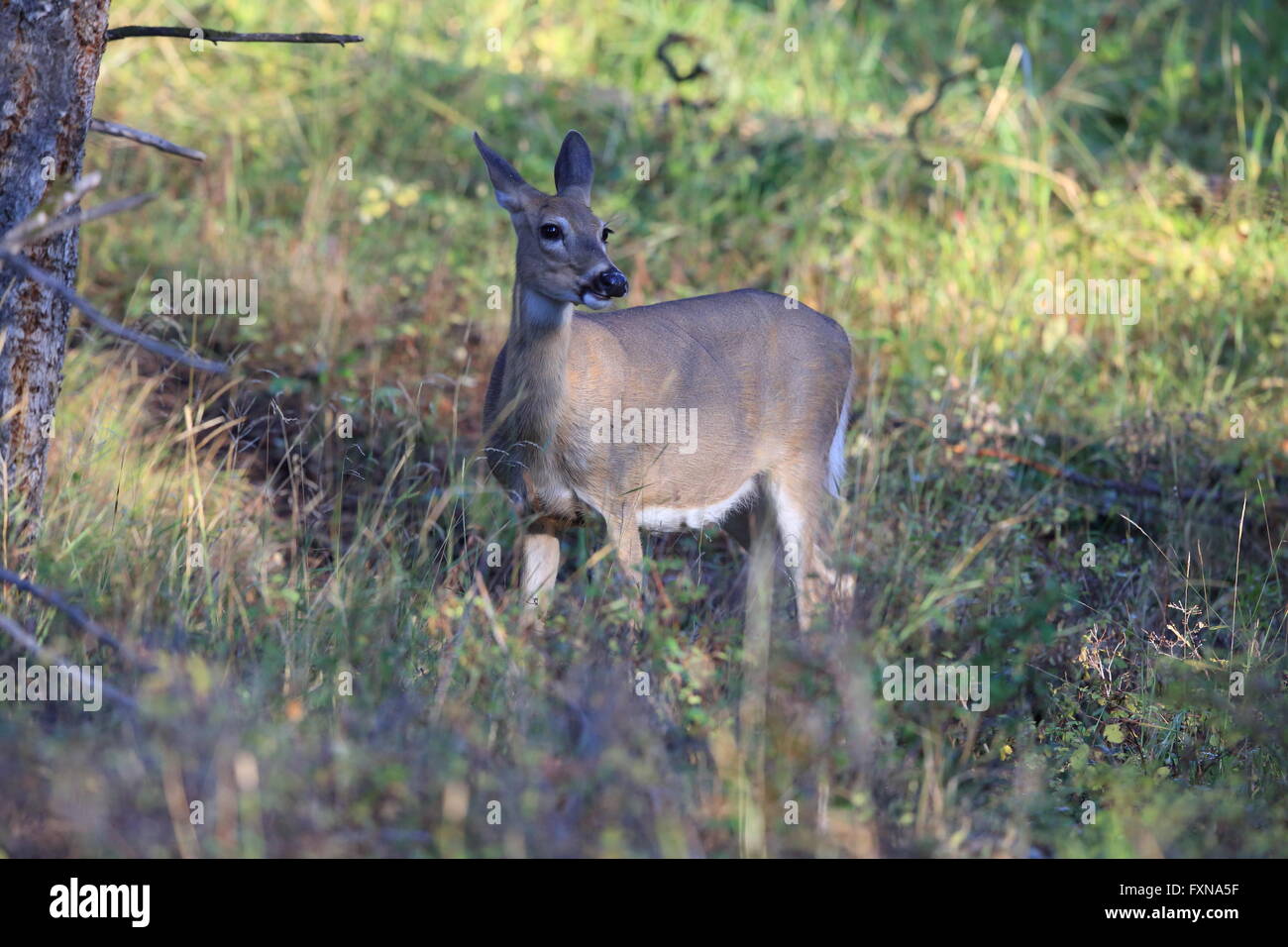 Whitetail Deer Yellowstone National Park Stock Photo - Alamy