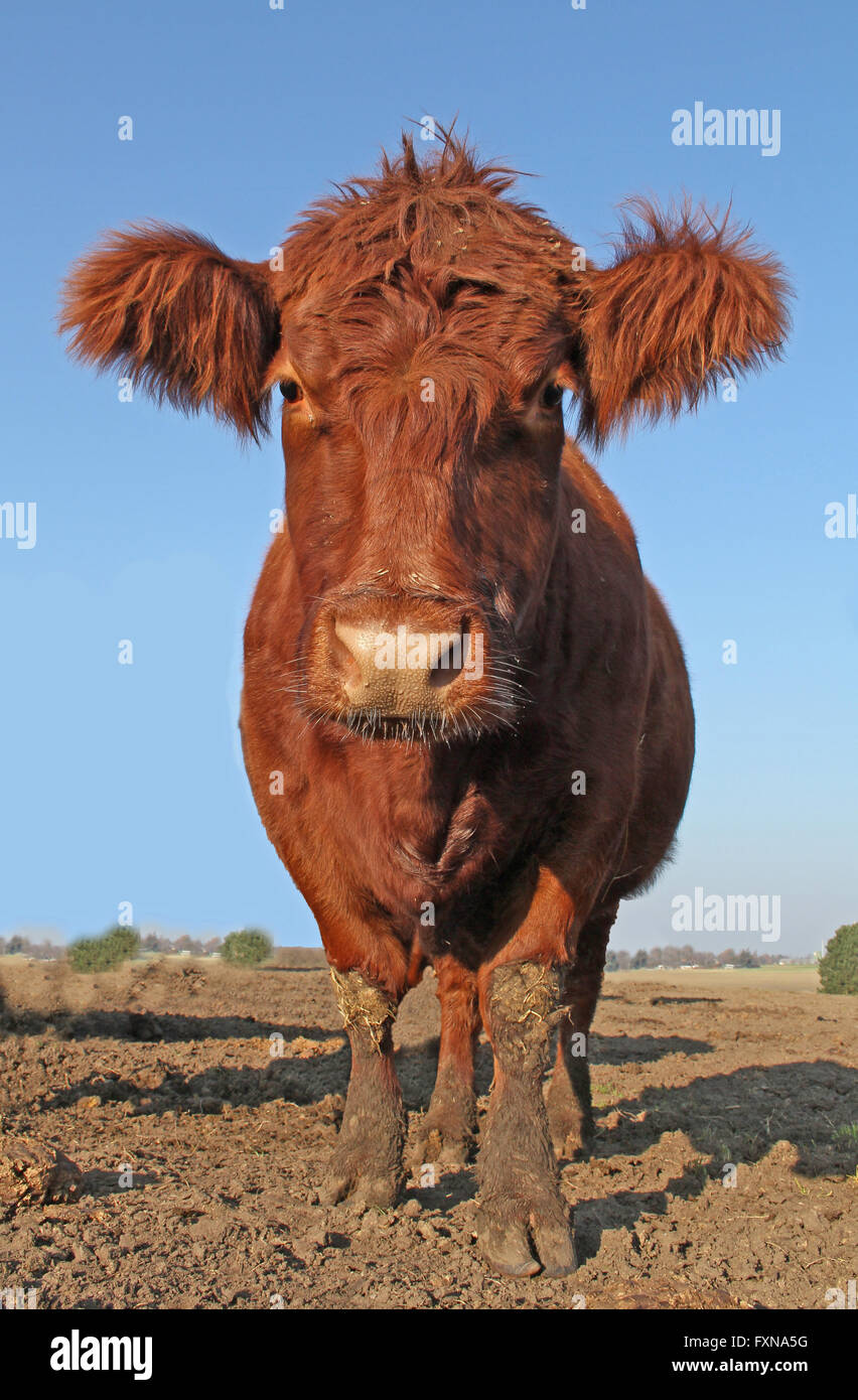 Cow with a clear blue sky Stock Photo - Alamy