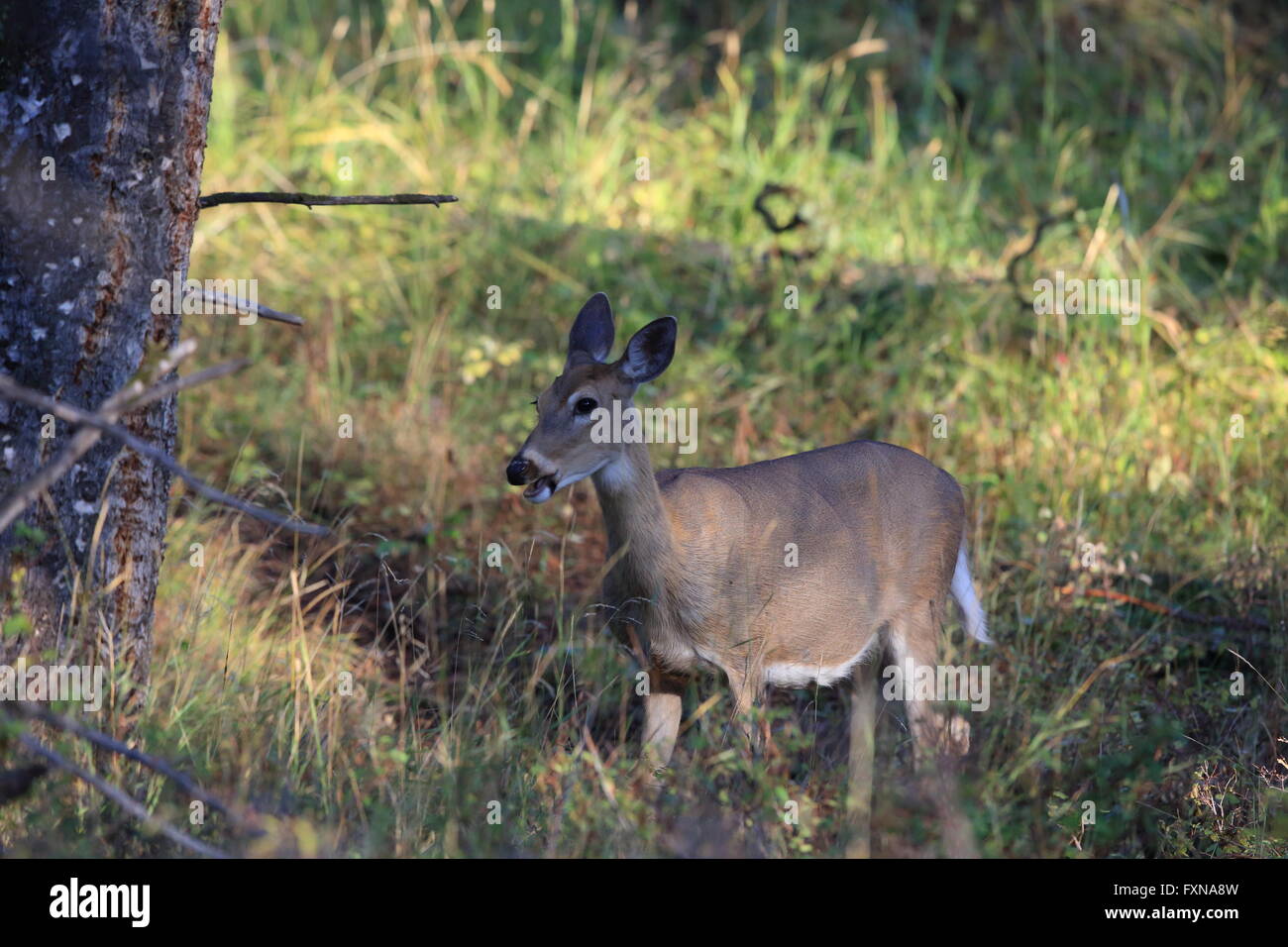 Whitetail Deer Yellowstone National Park Stock Photo - Alamy