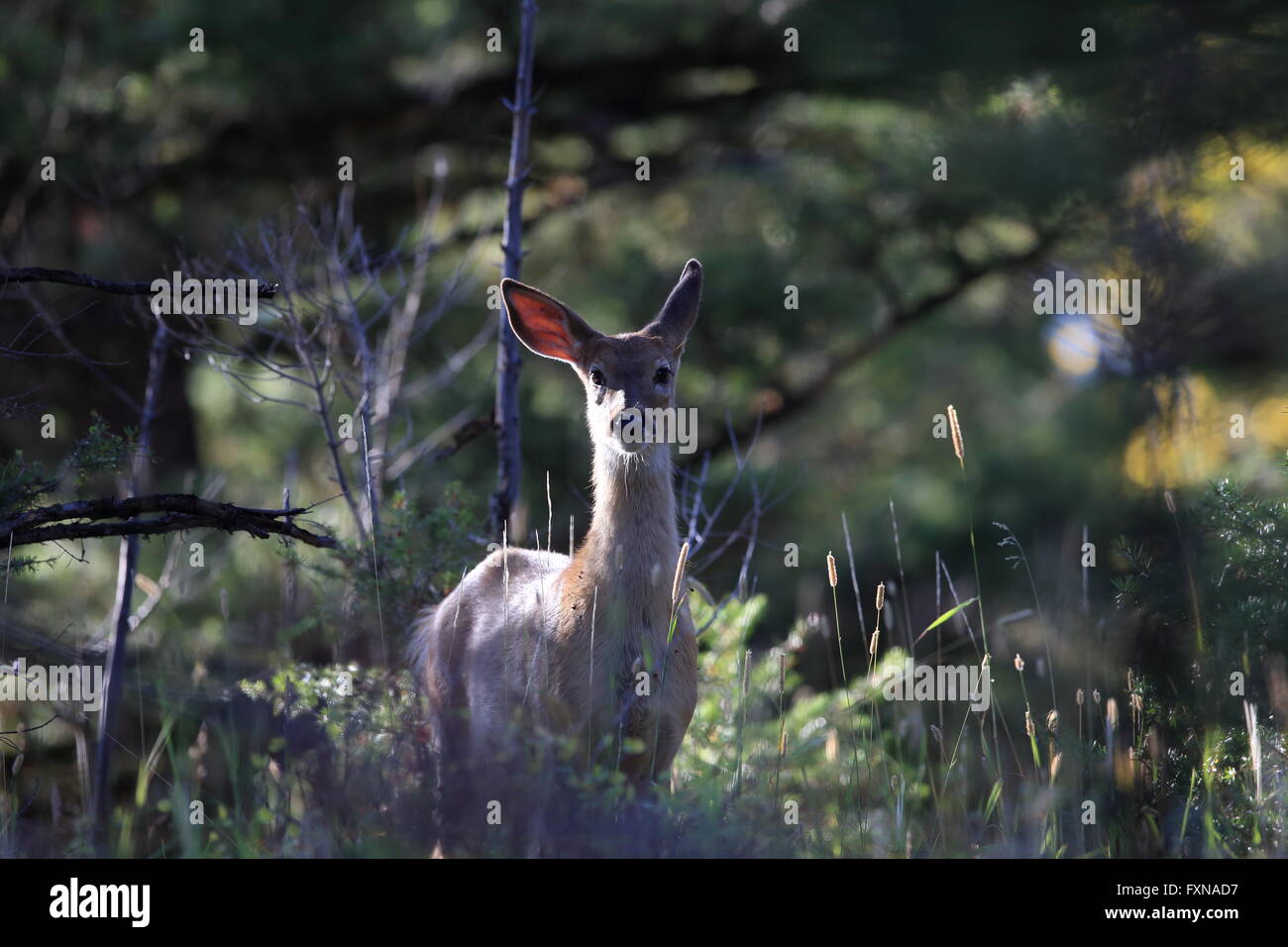 Whitetail Deer Yellowstone National Park Stock Photo - Alamy